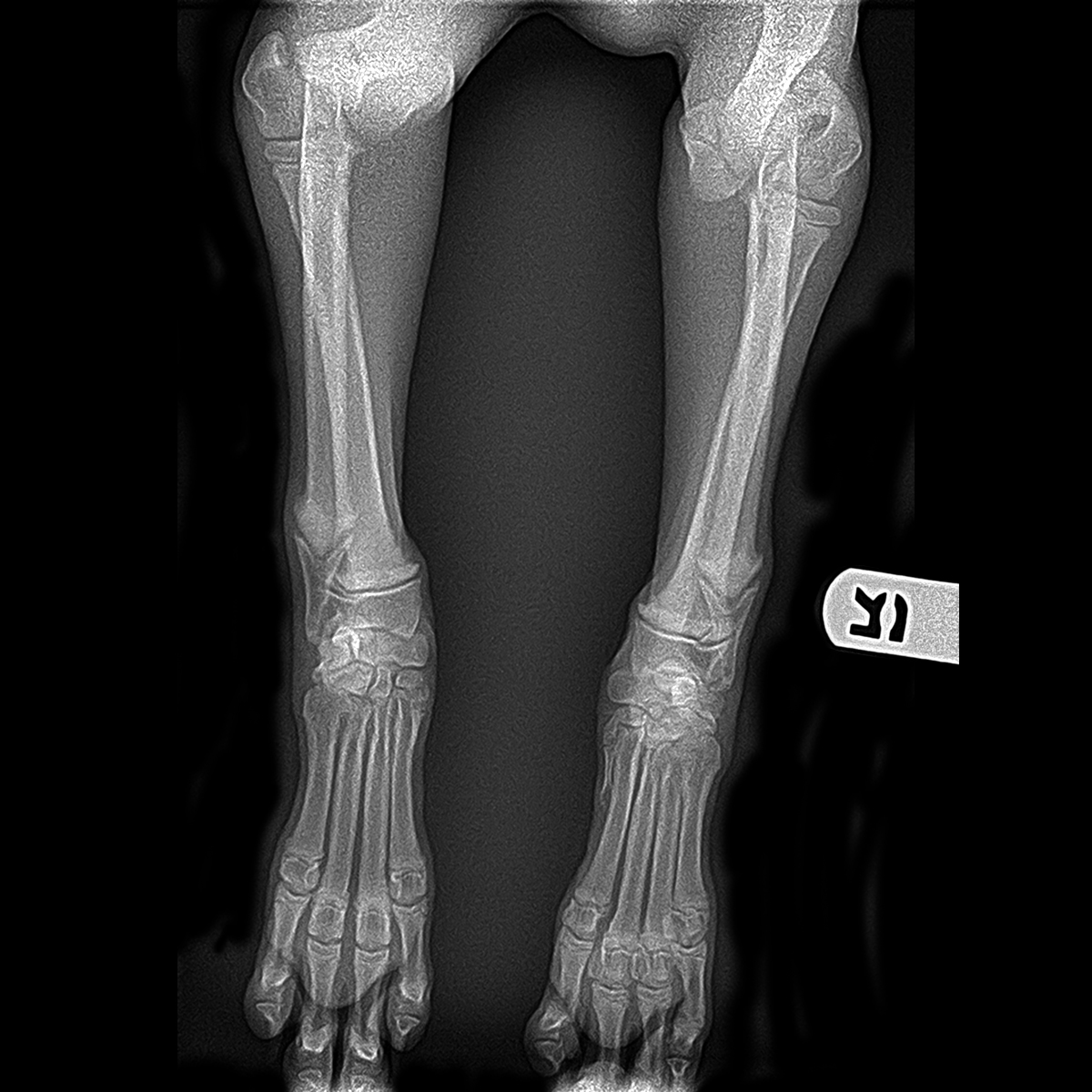 Patient Archive - Veterinary Orthopedic Services